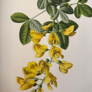 1883 Yellow Laburnum Flower Antique Hand Colored Flower Print Original ...