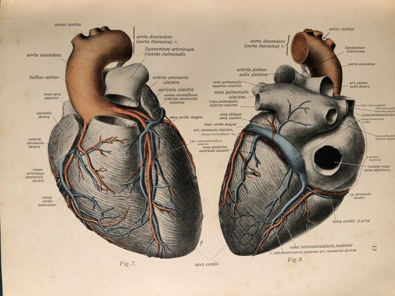 Human Heart Color