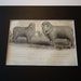 1851 Sheep New York Agriculture Prize Winners Original Steel Engraving ...