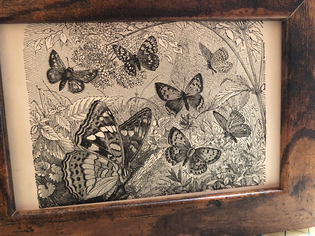 Butterflies Framed Antique Etching 1890 Original Etching for Animal ...