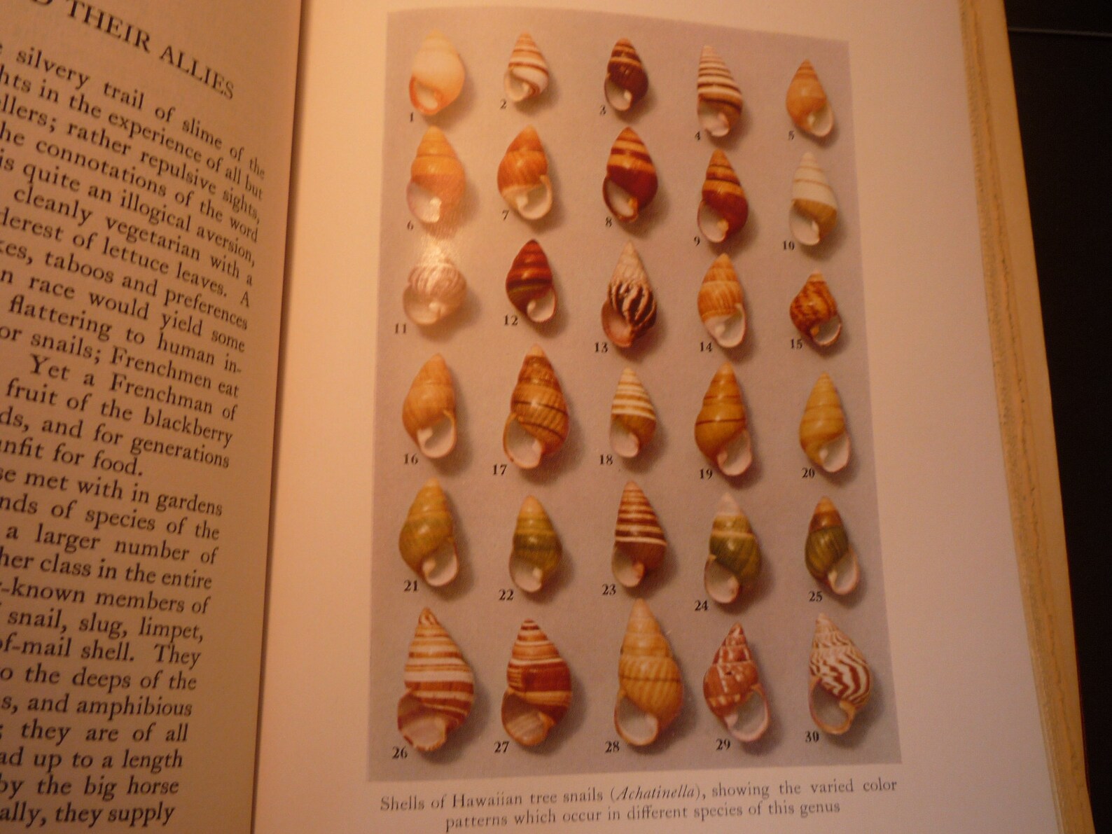 Tree Snail Shells of Hawaii Color Lithograph Original 1934 | Etsy