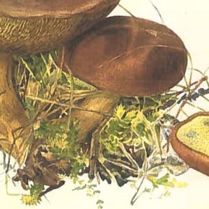 Beatrix Potter Mushrooms Fungi Boletus Badius Giclee Fine Art Print ...