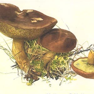 Beatrix Potter Mushrooms Fungi Boletus Badius Giclee Fine Art Print ...