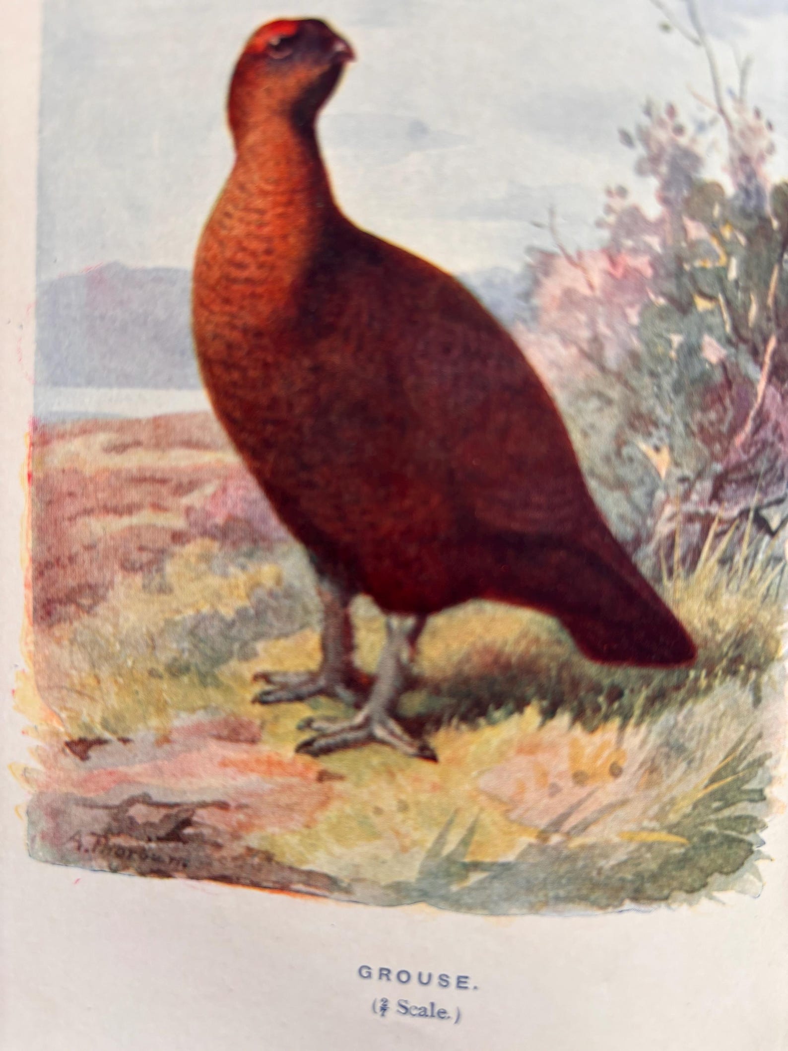 1901 | Grouse | Antique Original Color Print 7.5 X 5 Inches for Framing ...