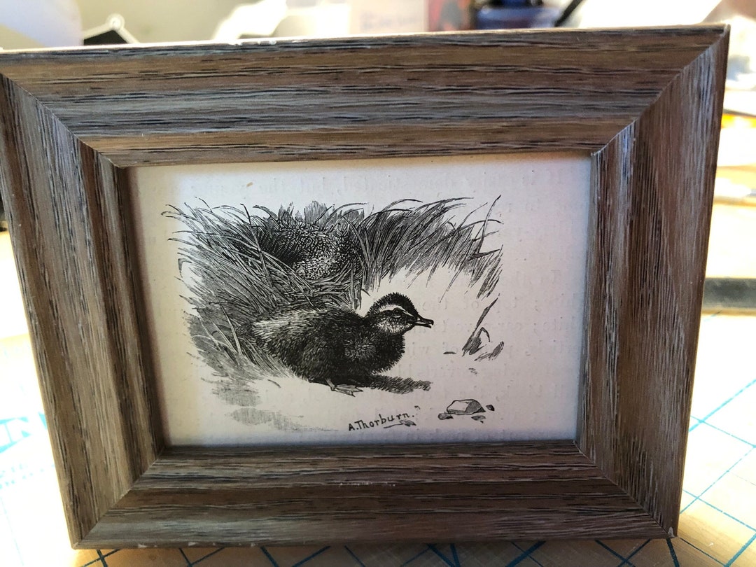 1901 Eider Duck Chick Tiny Framed Antique Original Bird Print | Baby ...