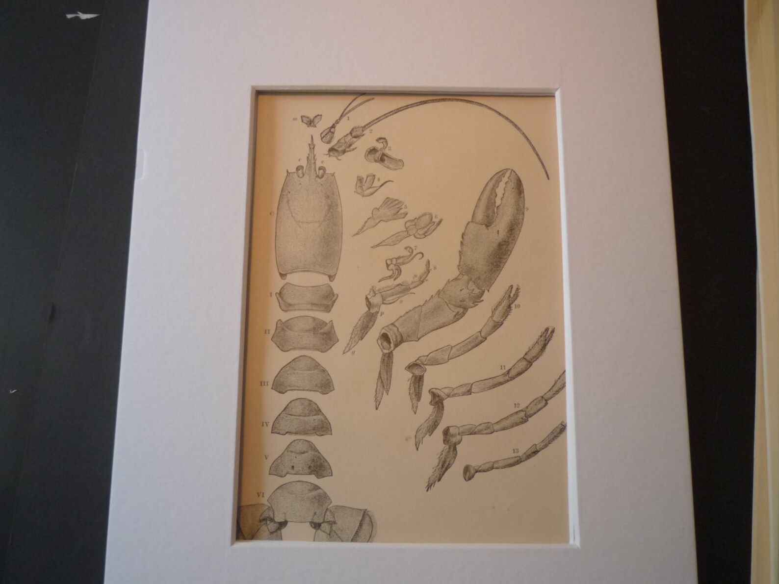 Anatomy of a Lobster Skeleton 1888 Etching Detailed Print | Etsy Canada