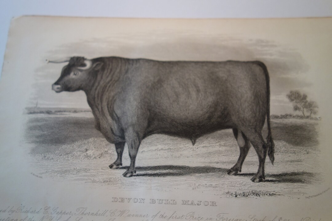 Devon Bull Major 1849 Gewinner des New York Agriculture Prize ...