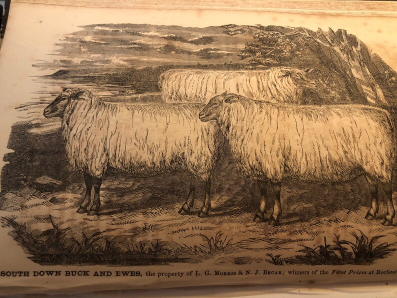 1851 Sheep New York Agriculture Prize Winners Original Steel Engraving ...