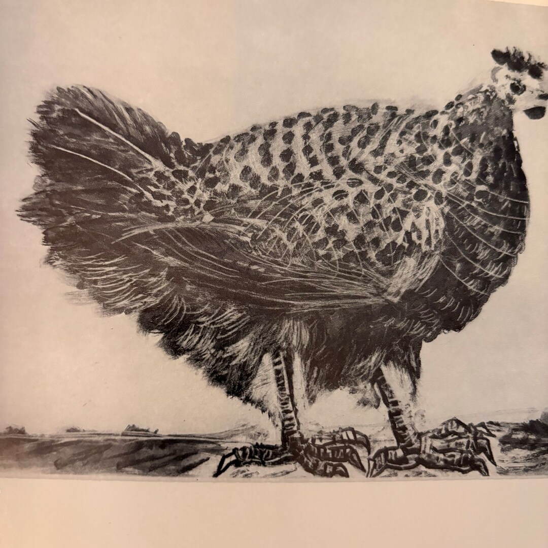 Picasso, Hen | Vintage Published Lithograph 1969 | Small Print | Ready ...