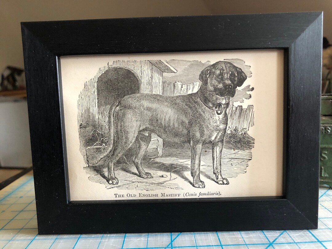 1888 Old English Mastiff Dog Framed Antique Original Print 4 by 6 ...