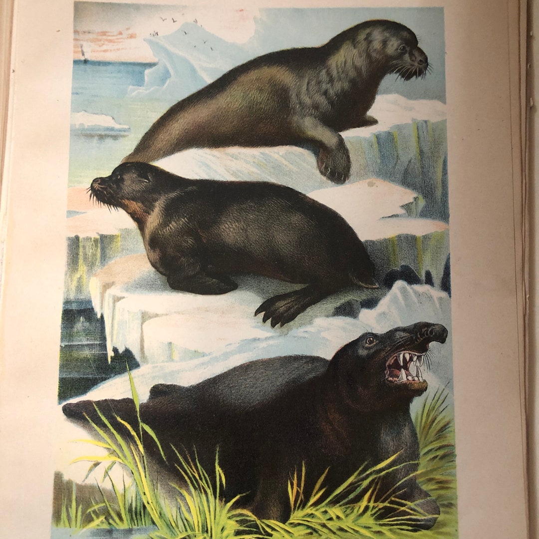 1897 Sea Lion Sea Bear Antique Color Print | Great Detail | Callorhinus ...