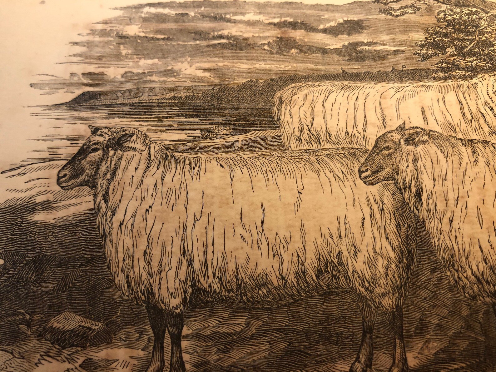 1851 Sheep New York Agriculture Prize Winners Original Steel Engraving ...