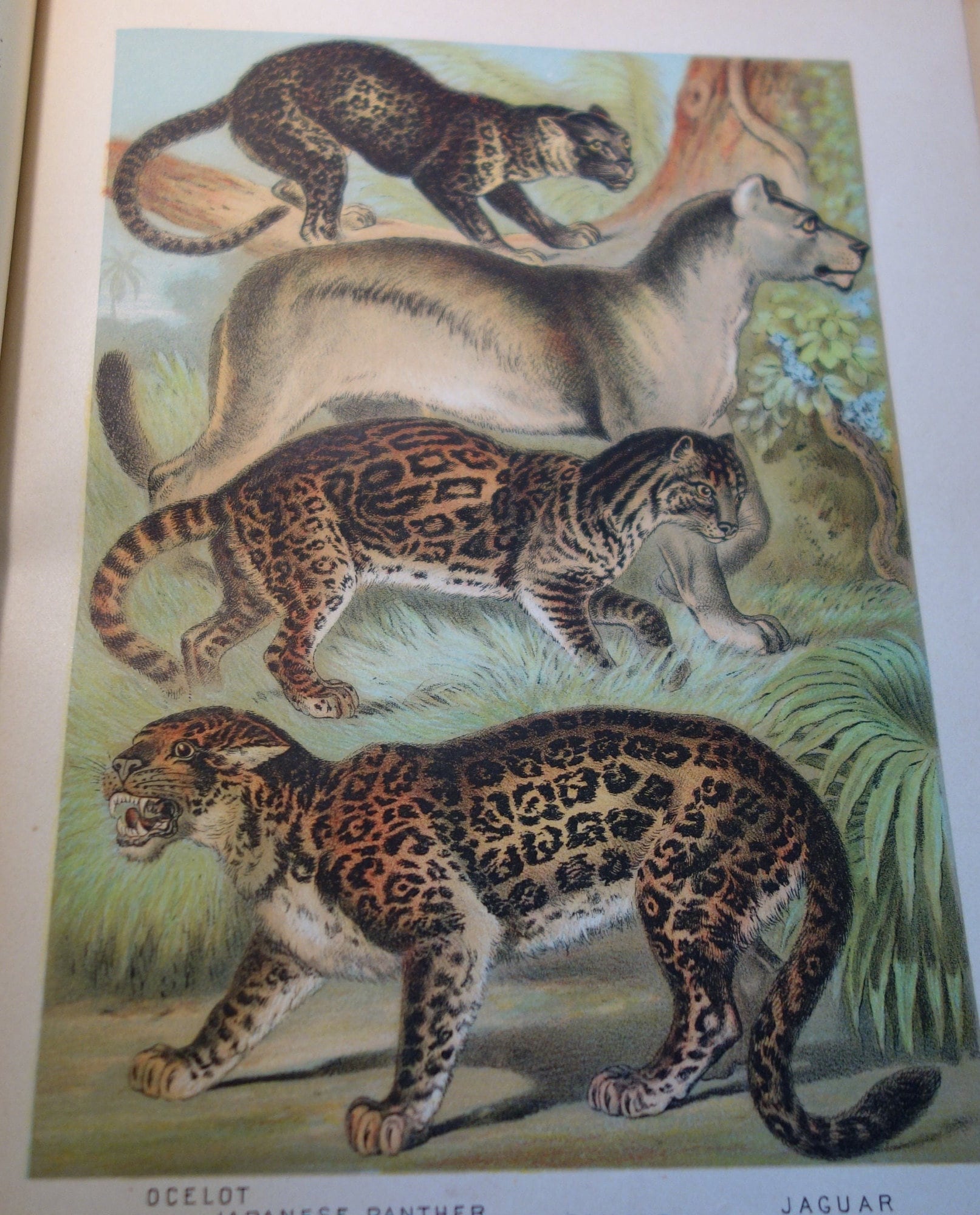 1897 Big Cats Panther Antique Color Print Original Great - Etsy