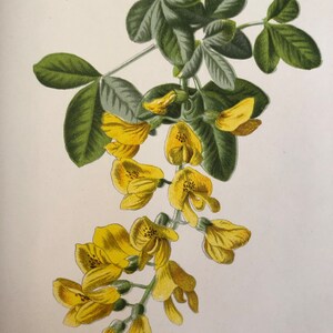 1883 Yellow Laburnum Flower Antique Hand Colored Flower Print Original ...