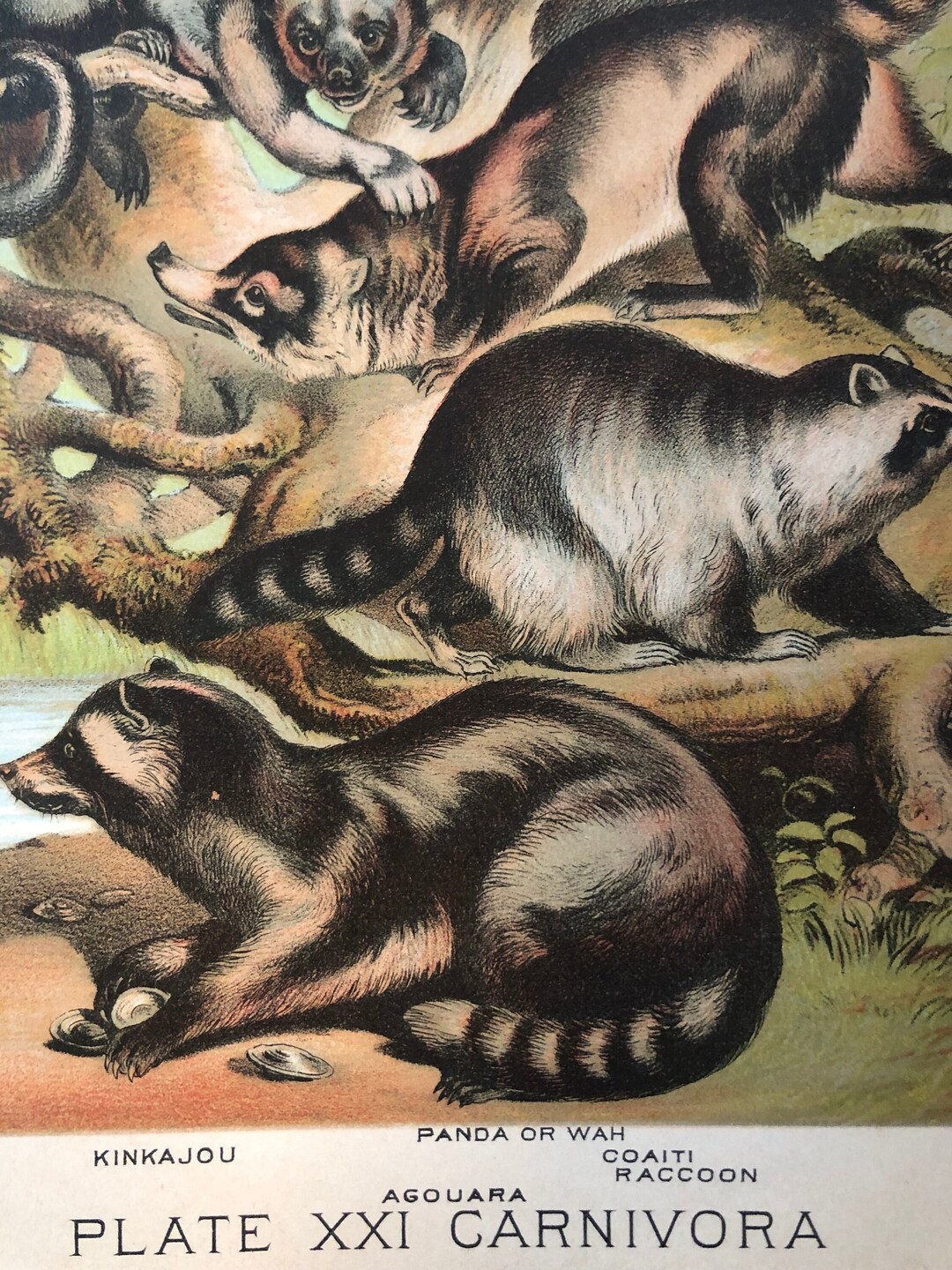 1897 | Panda Racoon | Carnivores | Color Print | Original Antique ...