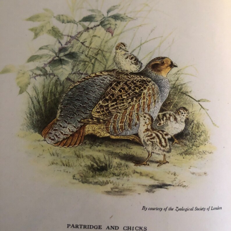 1947 Partridges | Vintage Original Color Print | Bird Print | for ...