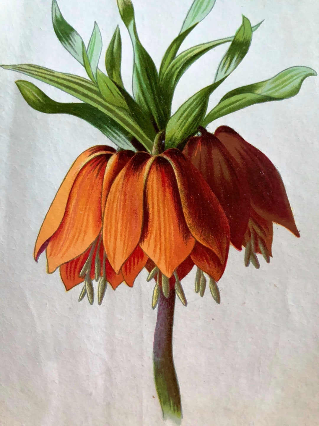 1883 Crown Imperial Antique Botanical Original - Etsy