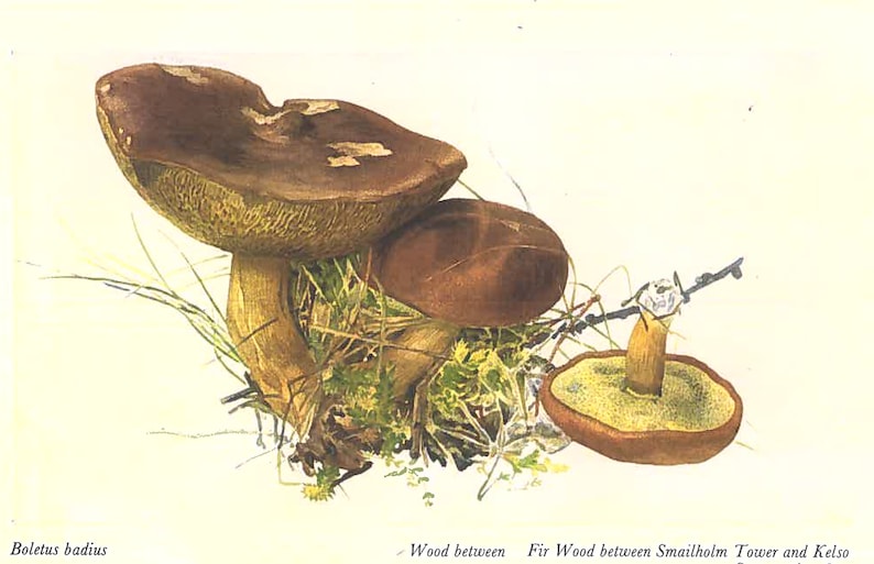 Beatrix Potter Mushrooms Fungi Boletus Badius Giclee Fine Art Print ...