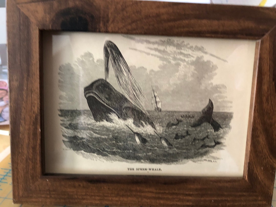 1897 Sperm Whale | Framed Antique Original Print | Detailed Etching ...