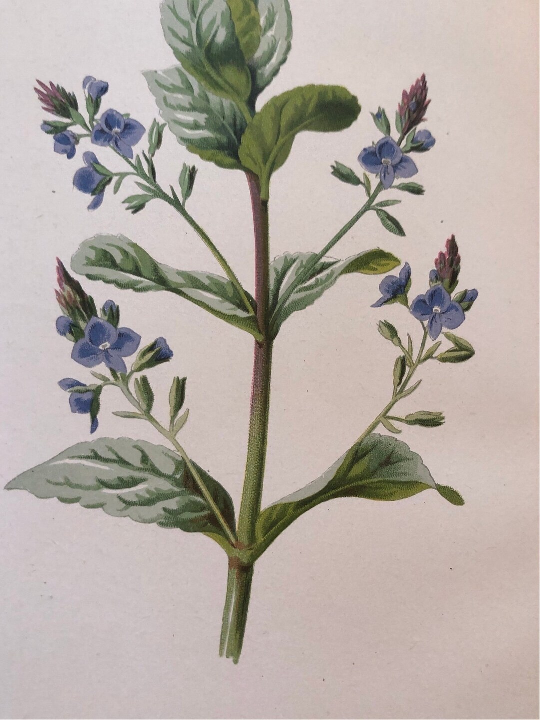 1883 Brooklime Antique Flower Print | Succulent Original ...