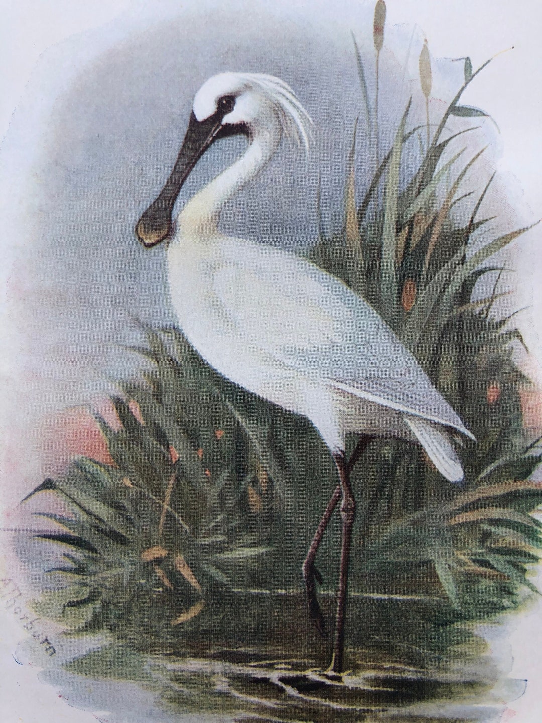 1901 Spoonbill Antique Original Color English Wading Bird Print ...