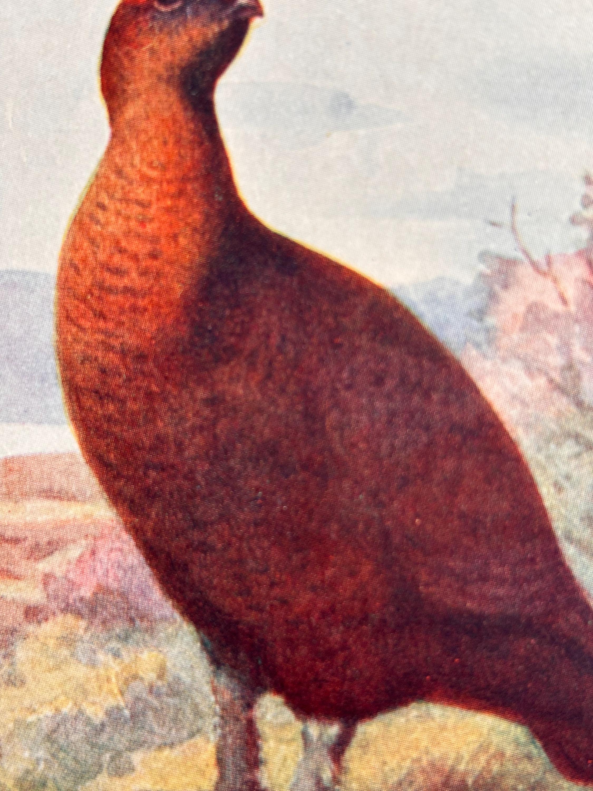 1901 | Grouse | Antique Original Color Print 7.5 X 5 Inches for Framing ...