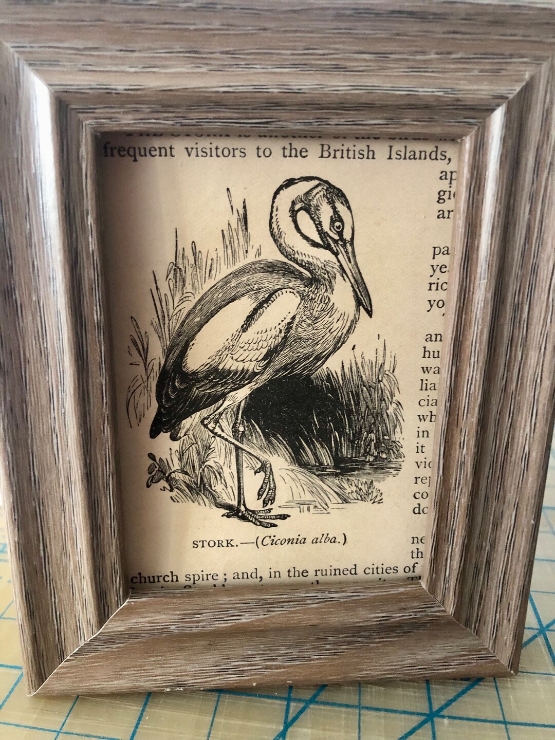 Stork | Mini Framed 1888 Antique Original Print | 4.5 by 3.5 Inches ...