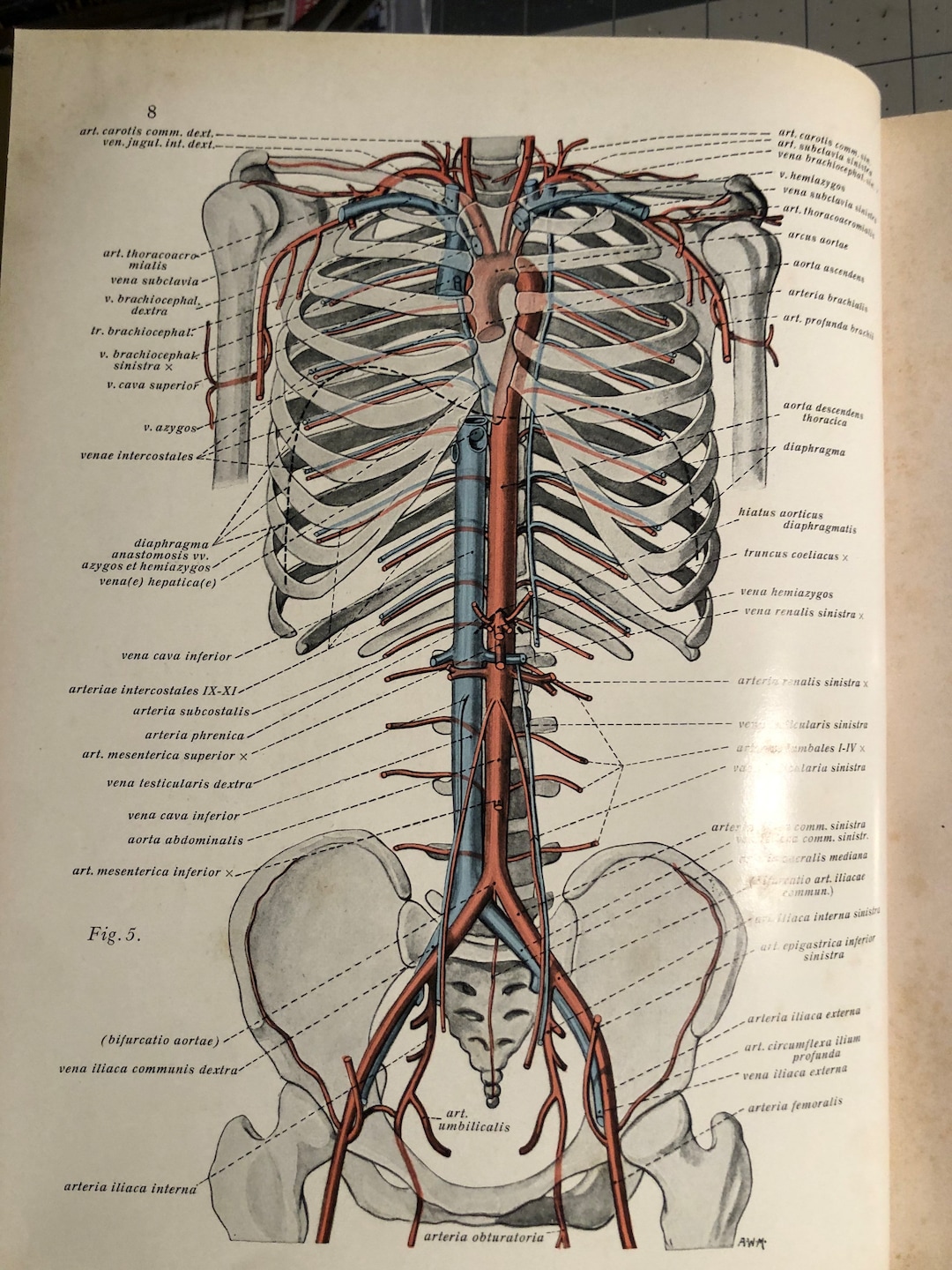 Circulatory System Cross Section - 1954 Human Anatomy - Doctor Color ...