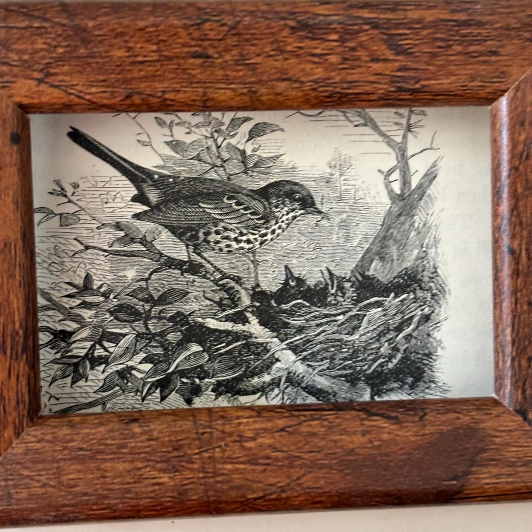 1901 Missel Thrush | Framed Tiny Bird Print | From an Antique ...
