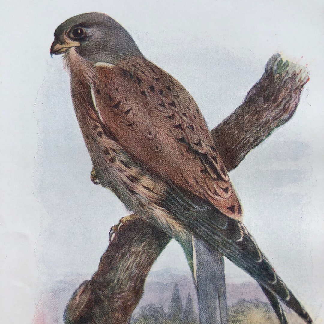 1901 Kestrel Antique Original Color Print Bird of Prey 7.5 X 5 Inches ...