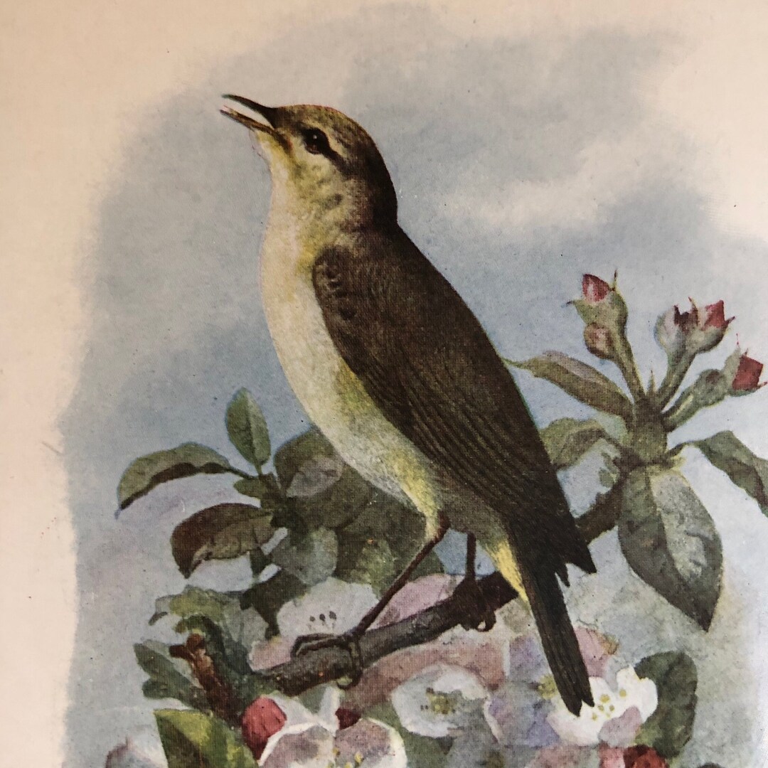 1901 | Chiff Chaff Print | Antique Original Color Print for Framing ...