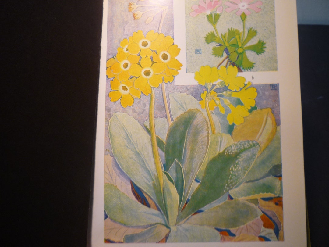 Yellow and Pinks Primrose Alpine Flowers Botanical Print - Flower ...