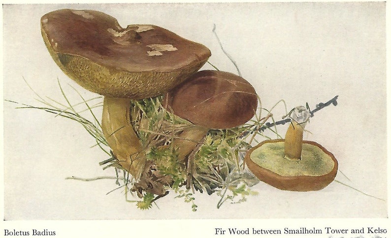 Beatrix Potter Mushrooms Fungi Boletus Badius Giclee Fine Art | Etsy