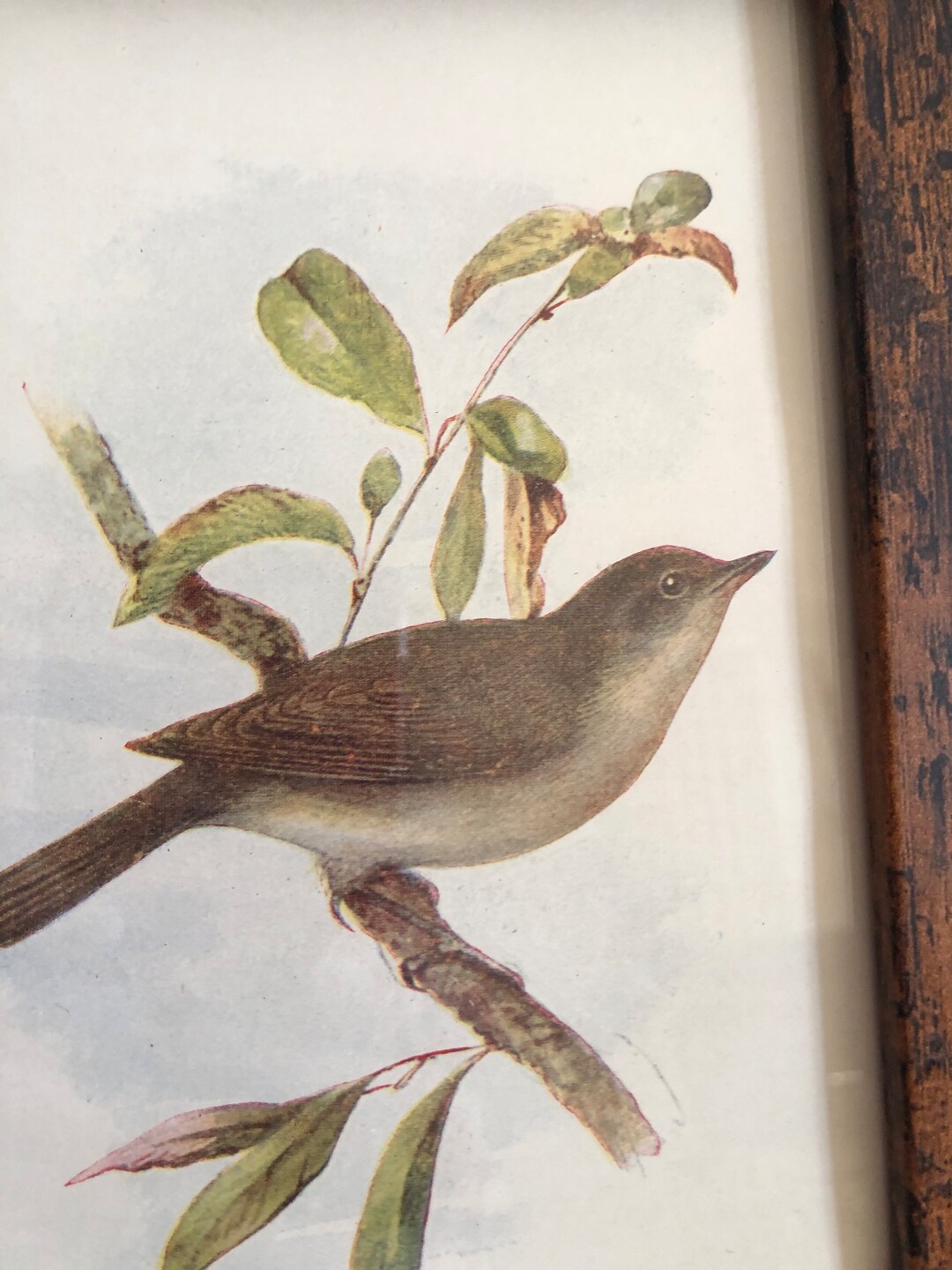 1901 Garden Warbler Framed Antique Original Color Print 8.5 X 6.5 ...