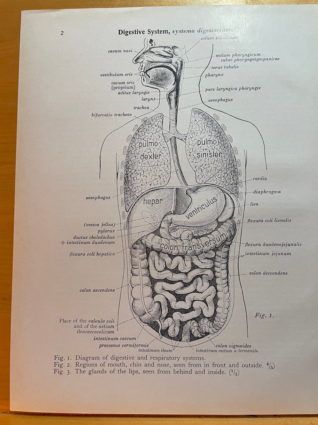 The Digestive System 1954 Human Anatomy Interior Cavity Medical ...