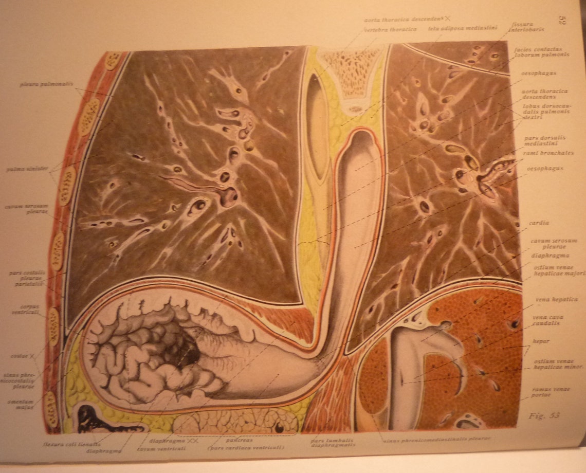 Stomach Esophagus Color Diagram the Digestive System 1954 - Etsy