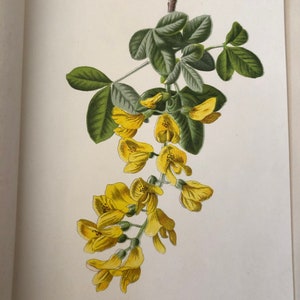 1883 Yellow Laburnum Flower Antique Hand Colored Flower Print Original ...