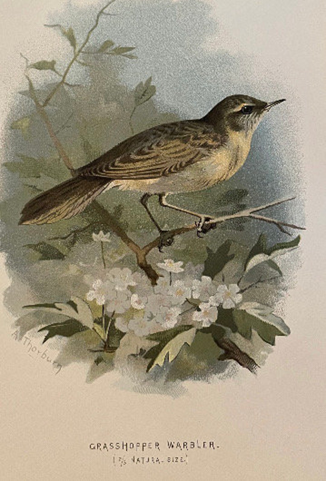 1901 Warbler Antique Original Color Print | Aviary Collection British ...