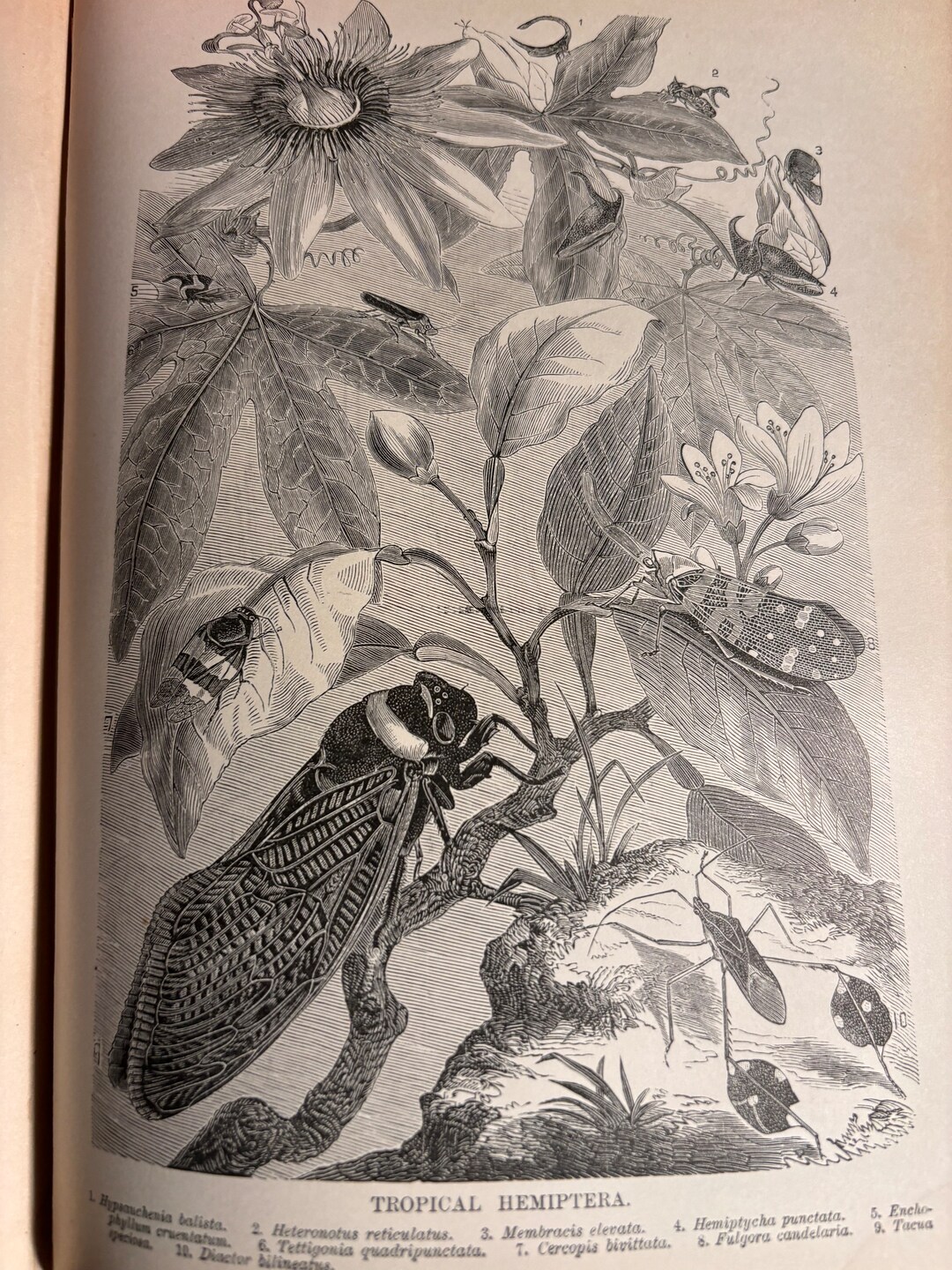 Bugs Insects Tropical Hemiptera 1888 Etching Matted Antique. Found in ...