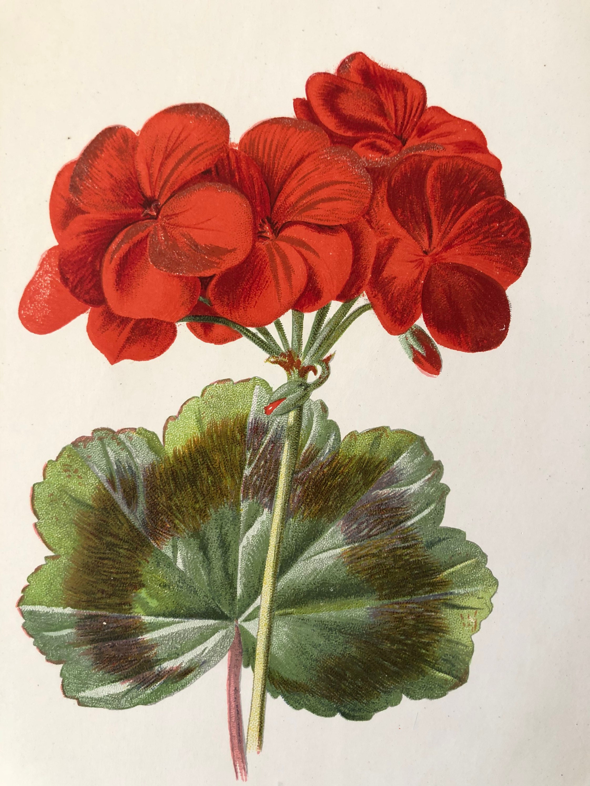 1883 Scarlet Geranium Antique Hand Colored Flower Print - Etsy