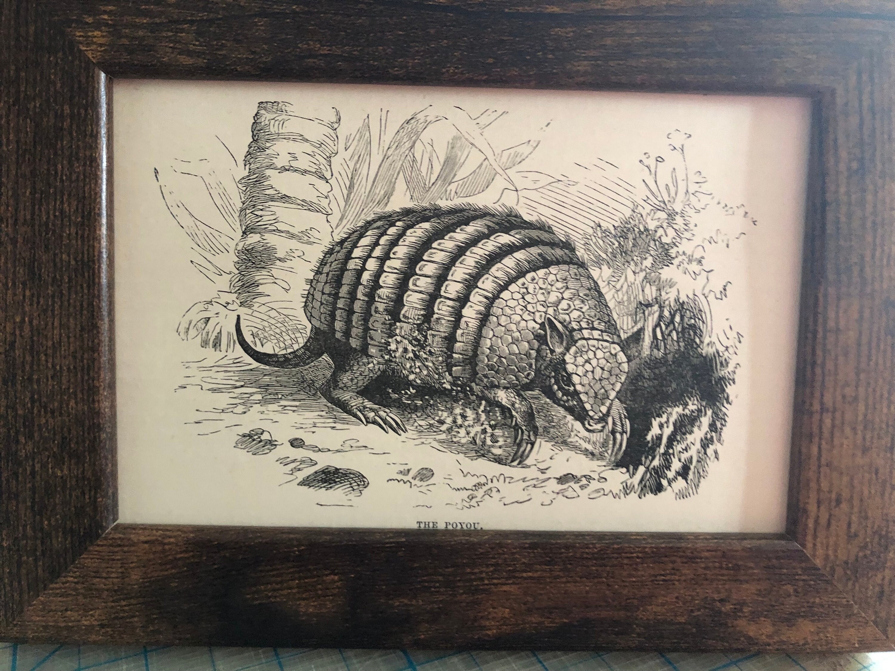 1880 Armadillo, a Poyou. Framed Antique Original Animal Print 5 by 7 ...