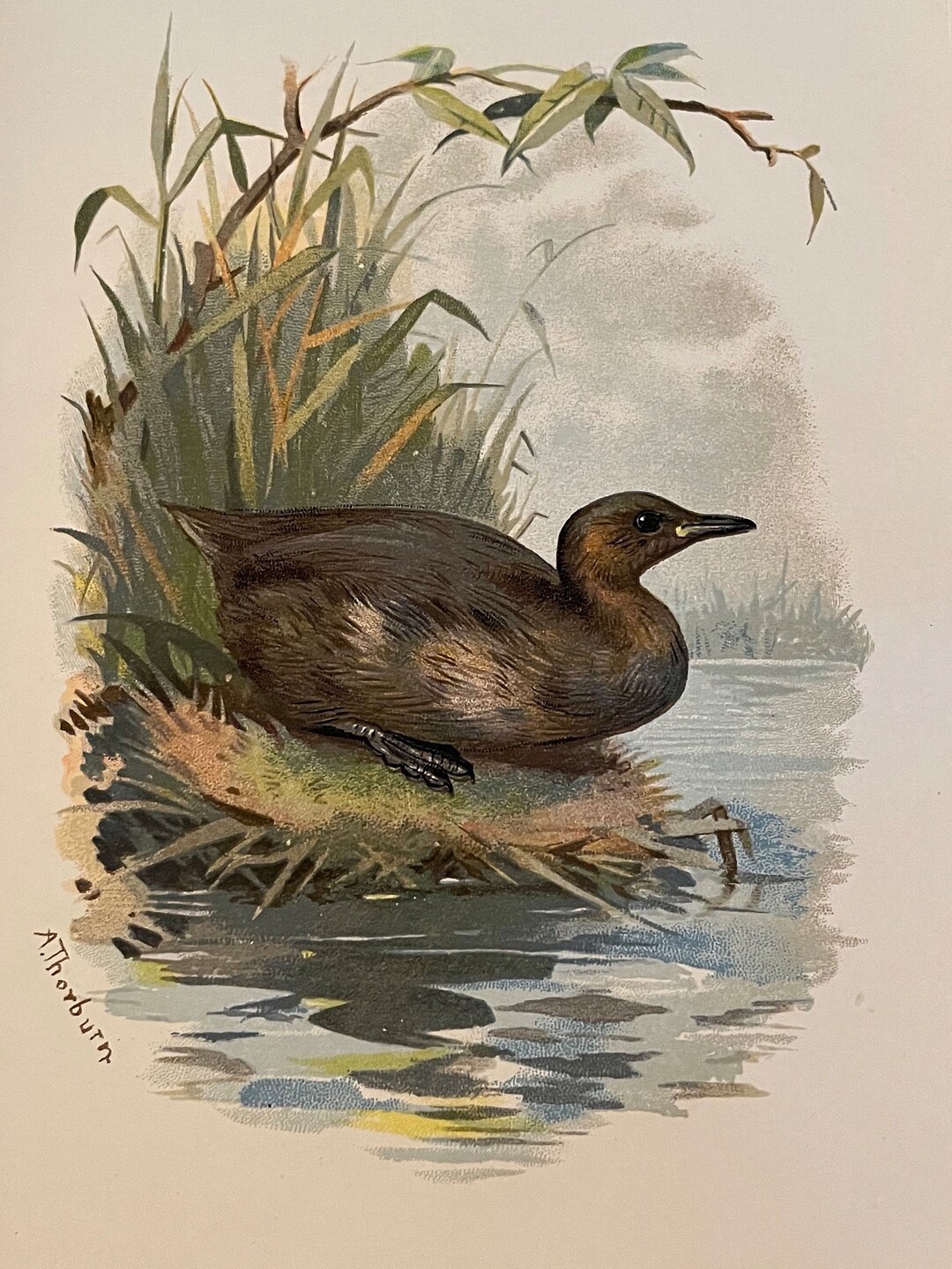 1901 | Little Grebe | Antique Original Color Lithograph 7.5 X 5 Inches ...
