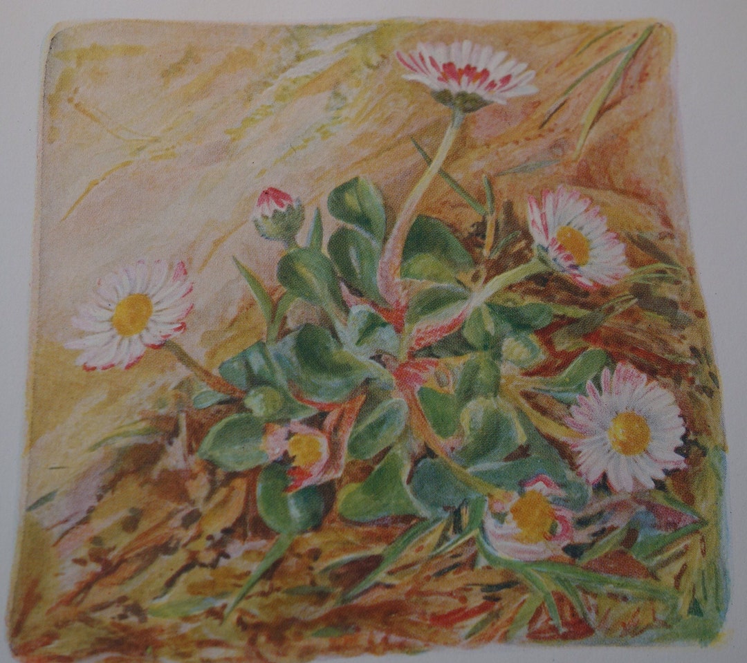 Beatrix Potter Daisy Still Life Modern Illustration Flowers Framable ...