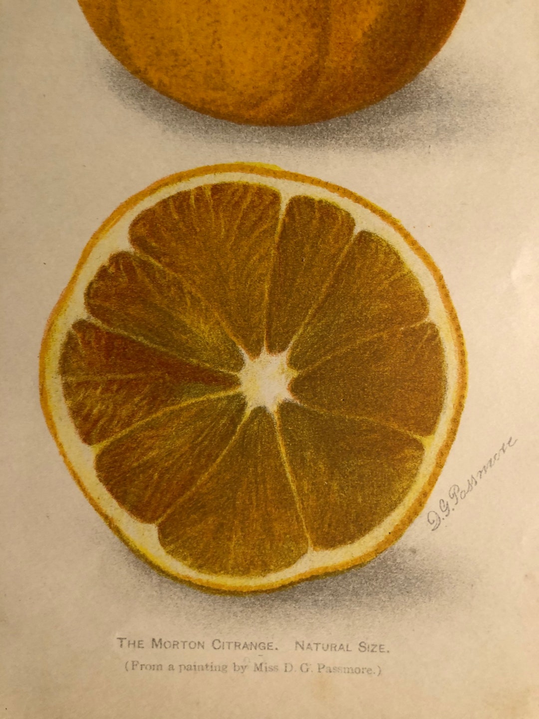 1905 Orange Hybrid. Morton Citrange US Department of Agriculture Fruit ...