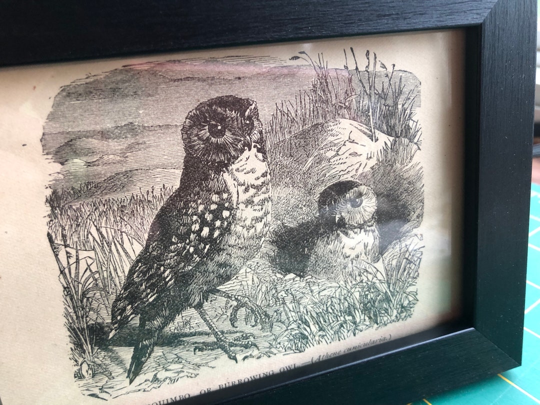 1888 Burrowing Owls Small Framed Antique Original Bird Print 4 by 6 ...