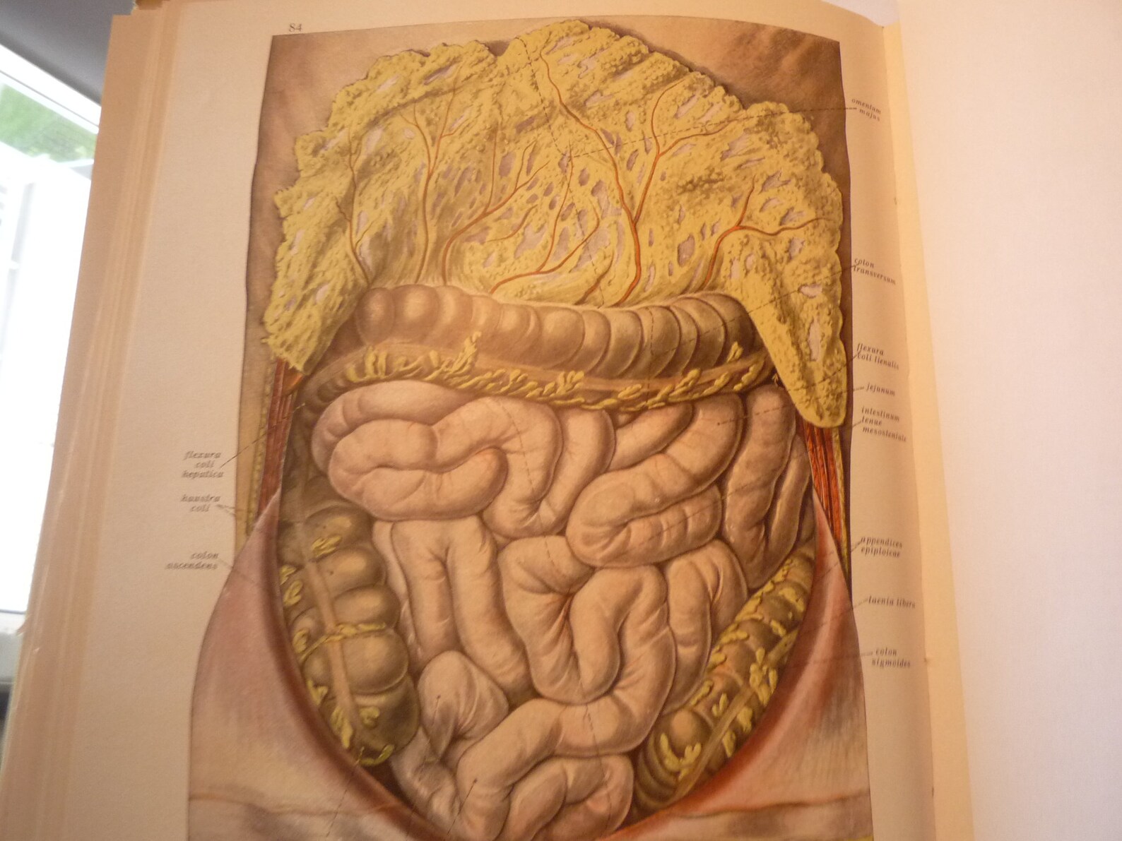 Interior Cavity the Digestive System 1954 Human Anatomy - Etsy