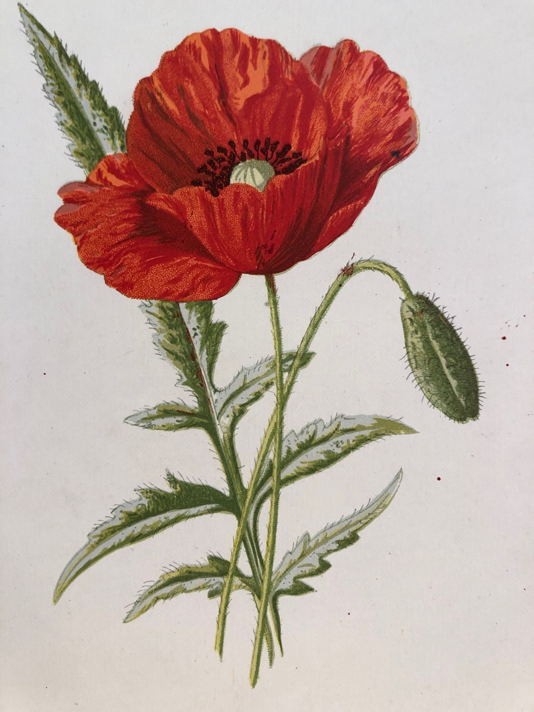 1883 Red Poppy Flower Antique Original Chromolithograph Water Color ...