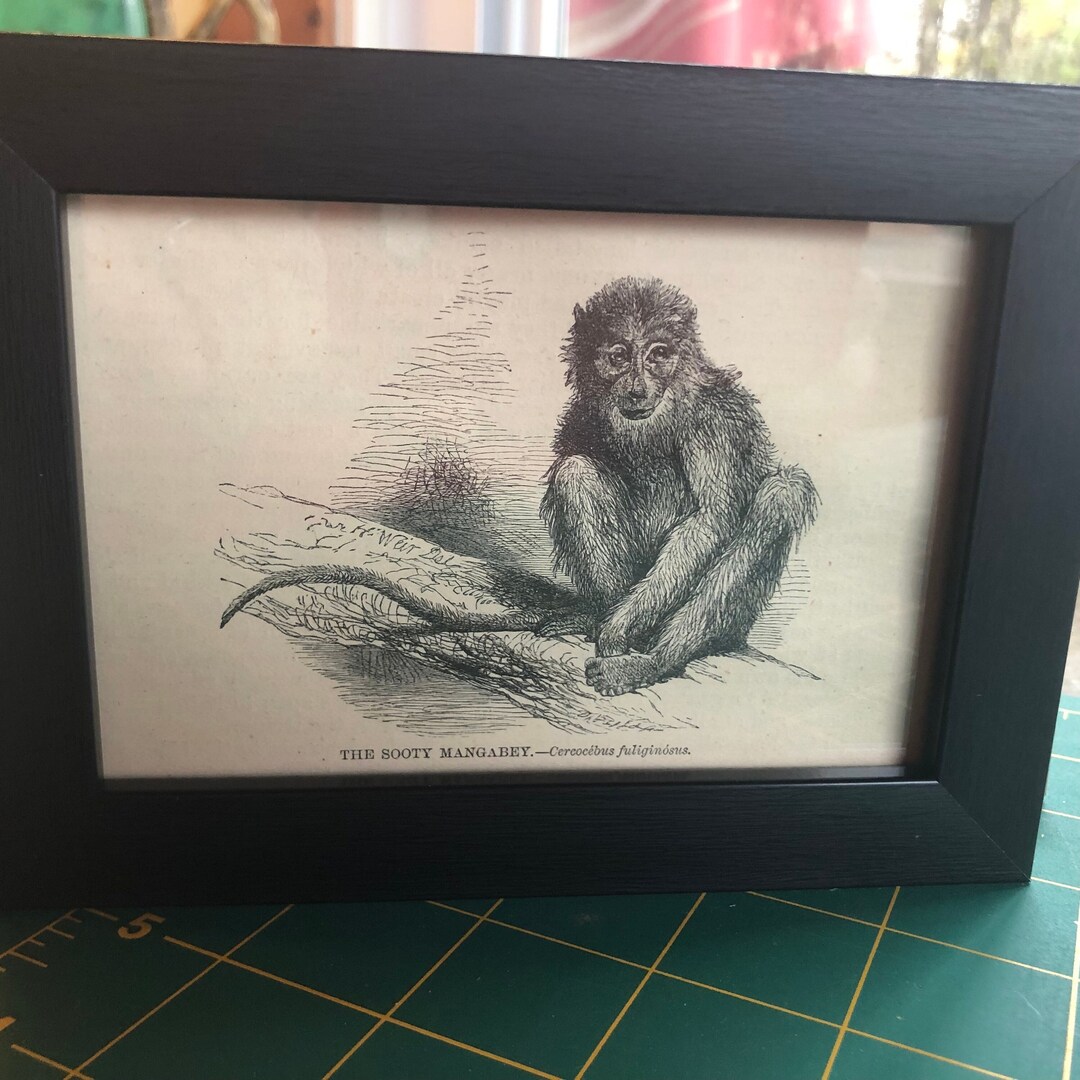 1858 Sooty Mangabey Monkey Small Framed Antique Original Primate Print ...