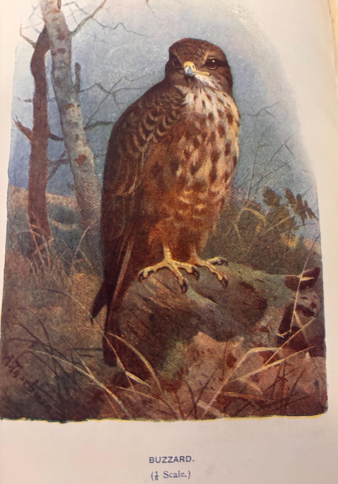 1901 Buzzard Antique Original Color Lithograph 7.5 X 5 Inches British ...