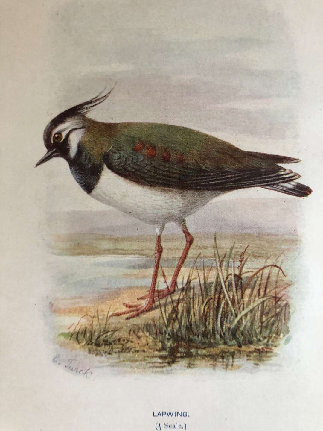 1901 Lapwing Antique Original Color Print | Wall Art for Framing Small ...